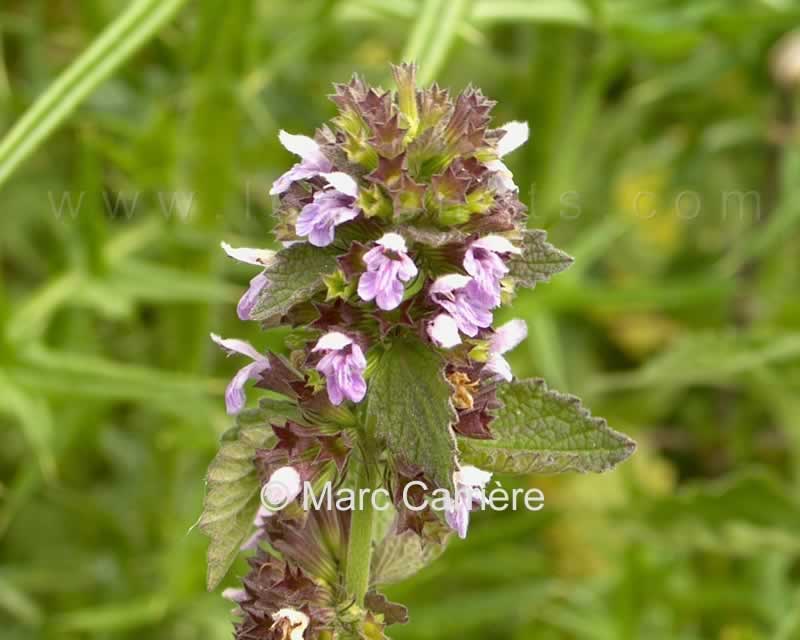 Ballota nigra subsp. foetida - Ballote fétide - Inflorescence