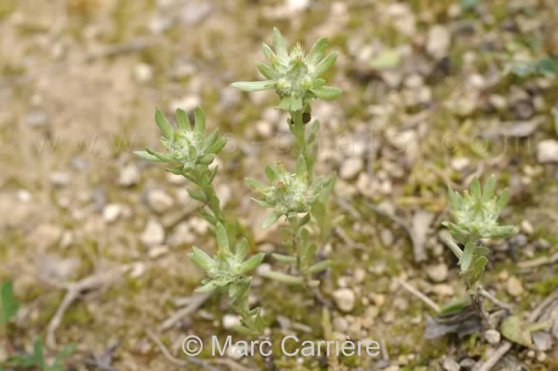 Filago pyramidata - Cotonnière pyramidale - Capitule à 5 angles