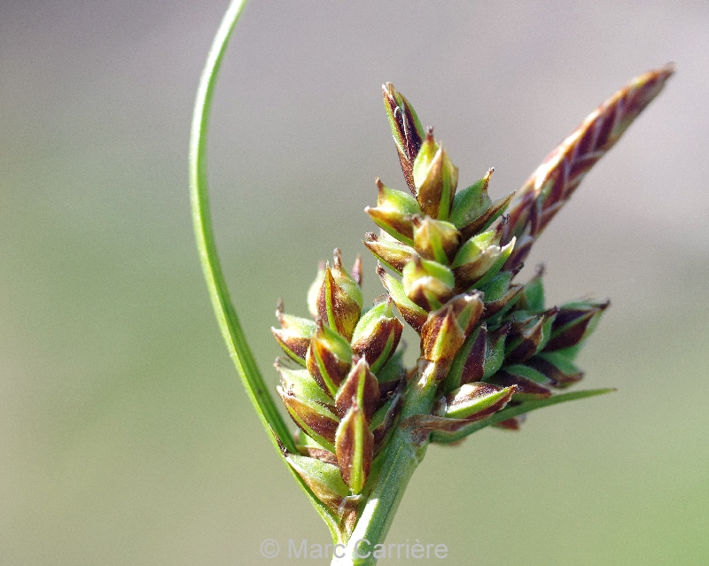 Les-Snats - Carex pilulifera - Laîche à pilules