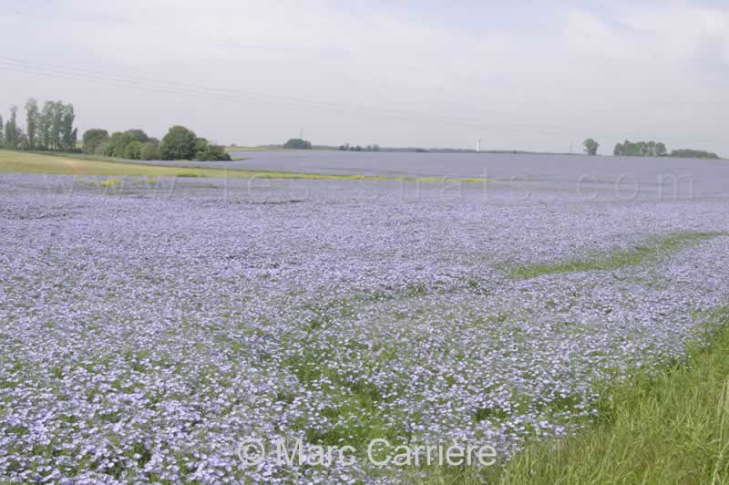 Fibres et textiles - - Champ de Lin